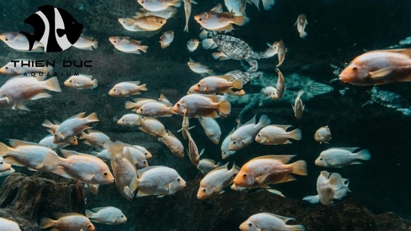 Brackish Water Fish: A Guide to Creating the Best Habitat