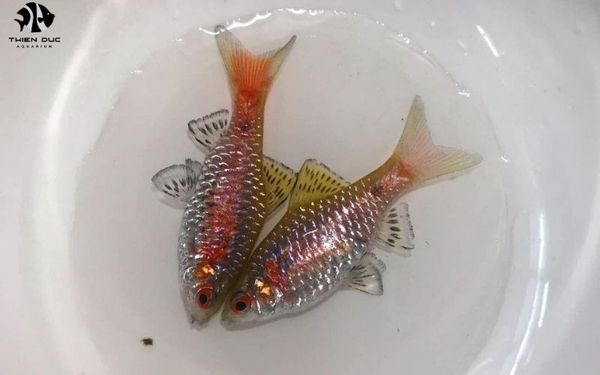 Emerging Fishkeeping Trends: Innovative Techniques