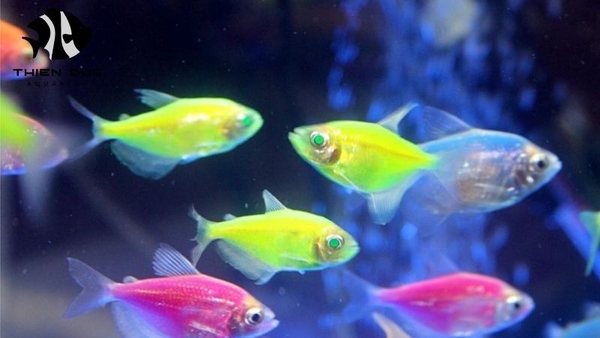 Farm-raised tropical fish: Healthy, vibrant, and ready
