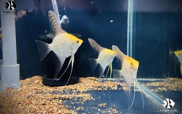 Import saltwater fish USA: Customs and quarantine process