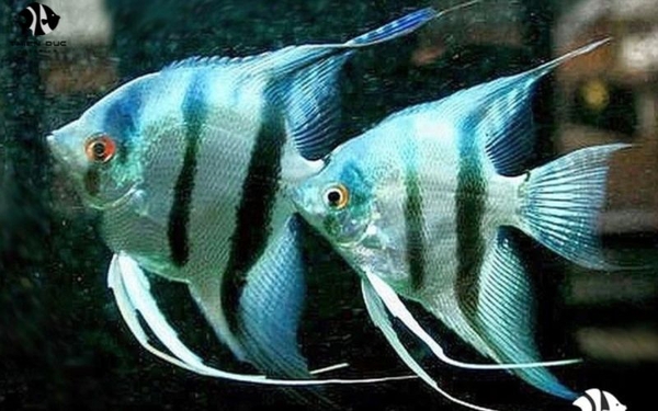 Marine aquarium fish suppliers: Bringing the reef home