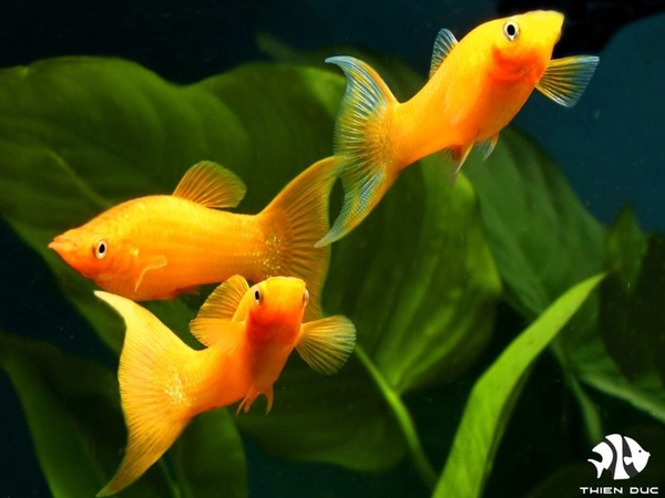 Molly Fish Export: Colorful Mollies from Vietnamese Farms