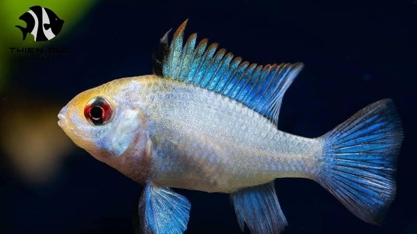 Quarantine Procedure Live Fish: Preventing Disease Outbreaks