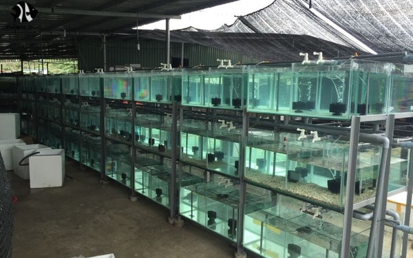 Wholesale Fish Import: Expanding Your Inventory with ThienDuc Aquarium