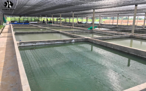 Wholesale Tropical Fish Suppliers: Bulk Buying Guide