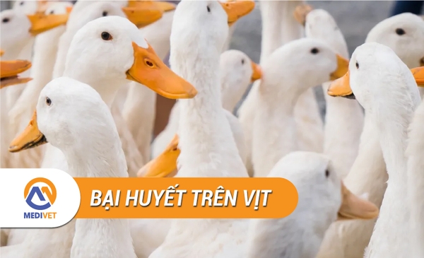 BẠI HUYẾT TRÊN VỊT