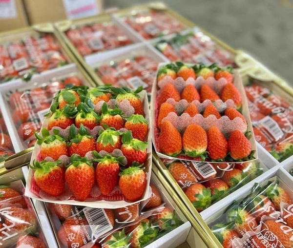 Dâu Joy Farm Hàn Quốc Daddy Mart