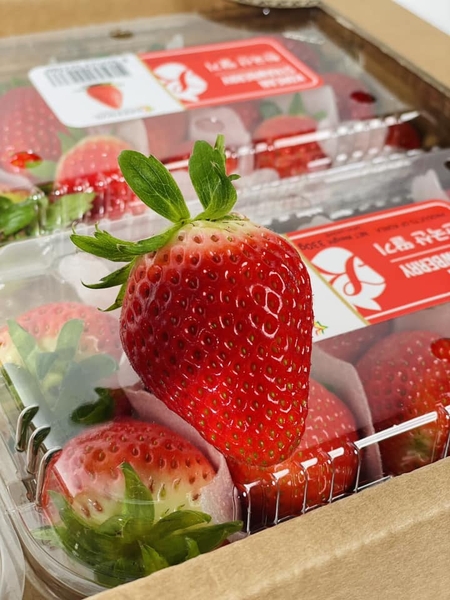 Dâu Tây Hàn Quốc Greenvil Daddy Mart