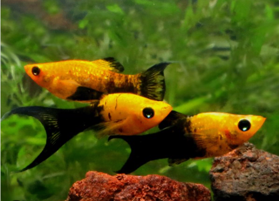 Bí quyết chăm sóc cá Molly Vàng Đen để nâng cao vẻ đẹp bể cá cảnh
