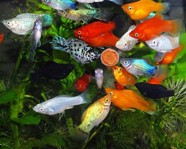 Khám Phá Thế Giới Của Các Dòng Cá Cảnh Mini Được Yêu Thích