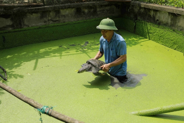 Ba Ba gai ( 2,5 kg - 7kg) - Cở sở Phạm Huy Phúc