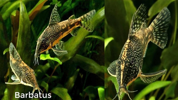 Chuột Barbatus | CORYDORAS BANDED