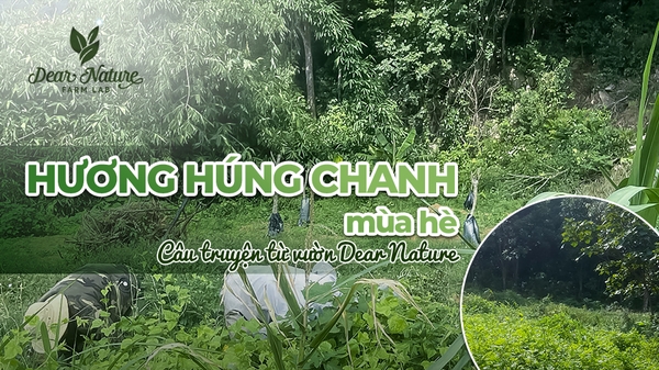 Câu Chuyện Húng Chanh Hữu Cơ Từ Dược Trang Viên Dear Nature