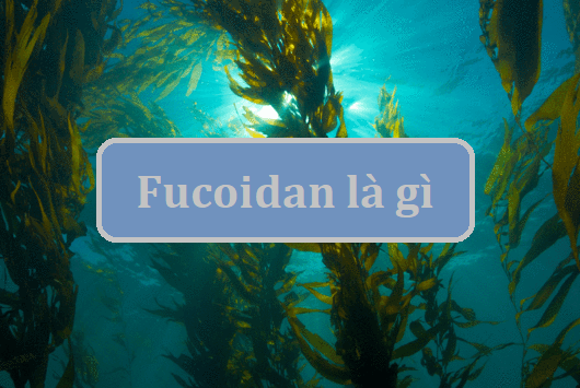 Fucoidan là gì? Tác dụng của Fucoidan đối với sức khỏe Nichiei Asia