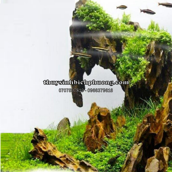 ĐÁ TIGER SETUP LAYOUT | THUỶ SINH BÍCH PHƯƠNG