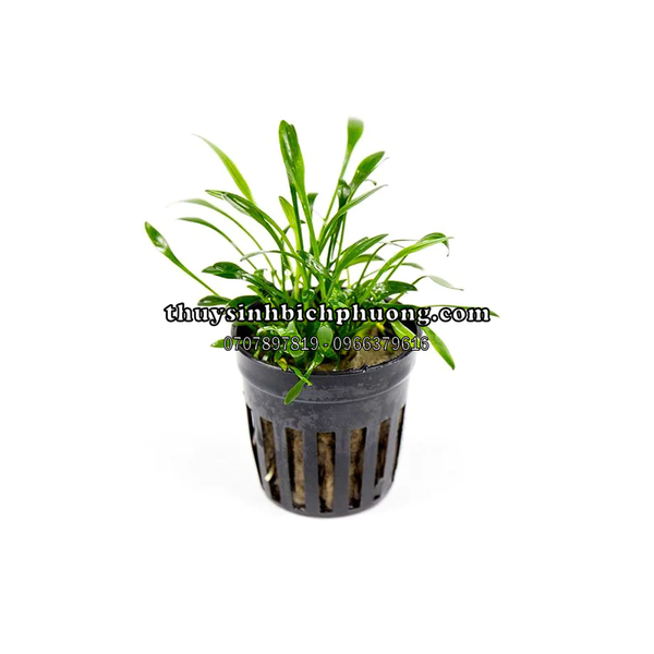 TIÊU THẢO PARVA MINI - CÂY THỦY SINH | THUỶ SINH BÍCH PHƯƠNG