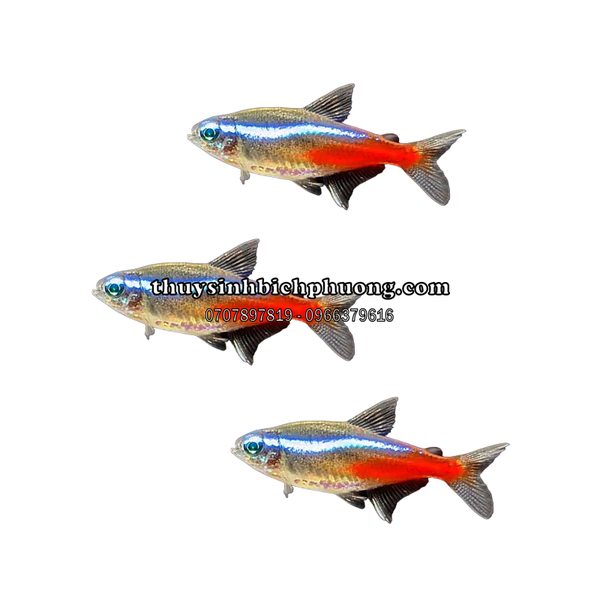NEON KIM CƯƠNG | NEON DAIMOND - CÁ CẢNH | THUỶ SINH BÍCH PHƯƠNG