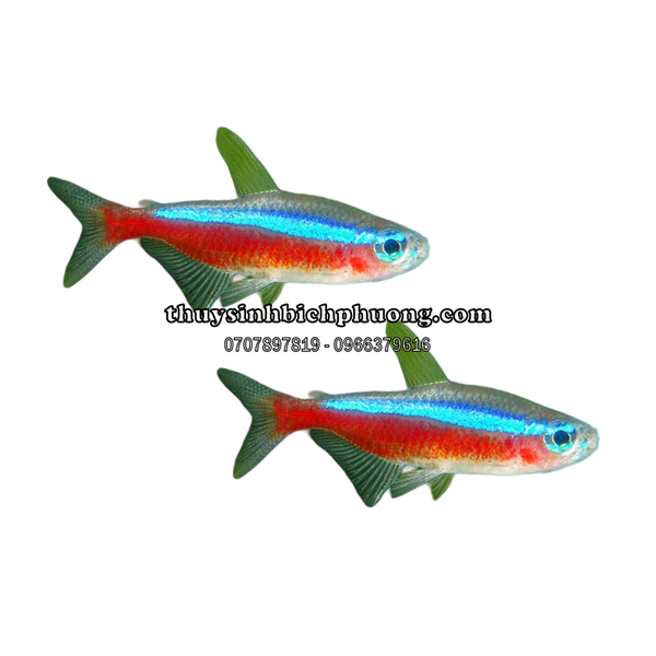 NEON VUA | NEON KING - CÁ CẢNH | Cửa hàng Thủy Sinh Bích Phương
