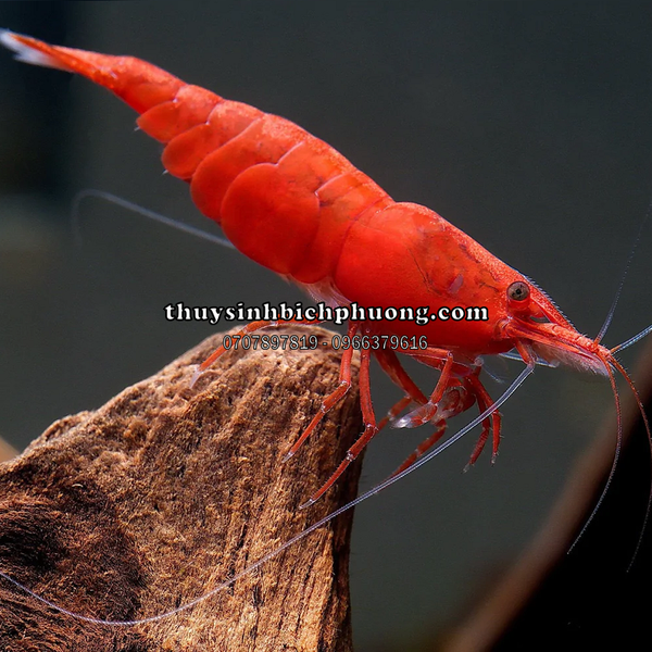 TÉP ĐỎ LỬA - FIRE RED SHRIMP | Cửa hàng Thủy Sinh Bích Phương