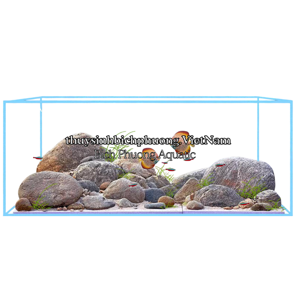 BỐ CỤC / LAYOUT ĐÁ CUỘI 1 - BIOTOP | THUỶ SINH BÍCH PHƯƠNG