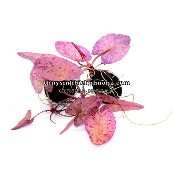 CÂY SEN TIGER MINI THỦY SINH | THUỶ SINH BÍCH PHƯƠNG