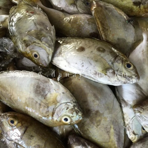 Cá Dò Công ty cổ phần Thủy Sản Đà Nẵng