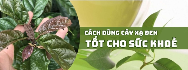 Công dụng và cách dùng cây xạ đen tốt cho sức khỏe