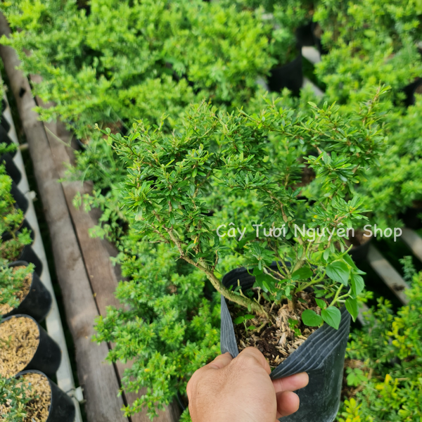 CÂY LINH SAM 86 HOA TÍM NHỎ (1 gốc thô), (cao 20-40cm), cây cảnh trồng ...