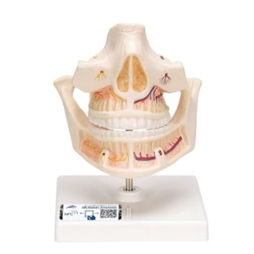 Mô Hình Hàm Răng Model 1001247 Máy và thiết bị