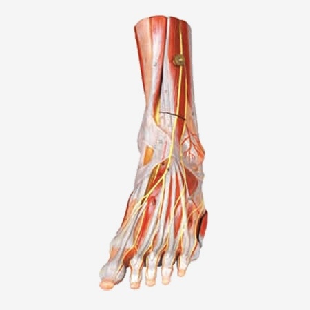 MÔ HÌNH CƠ BÀN CHÂN 9 PHẦN CÓ MẠCH MÁU VÀ DÂY THẦN KINH GD/A11309