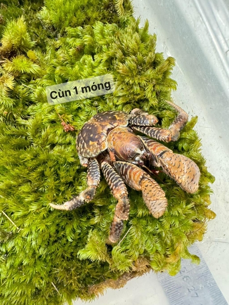 Cua dừa cảnh mini