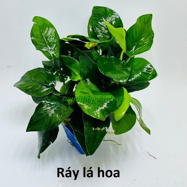 Ráy lá hoa Aqua Home - Siêu thị thủy sinh