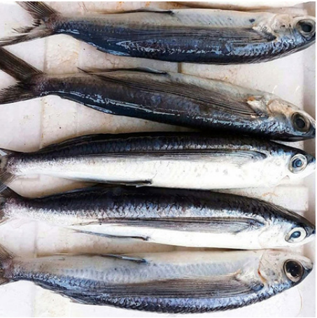 Frozen Flying fish Surimi Amigo Seafood Processing JSC