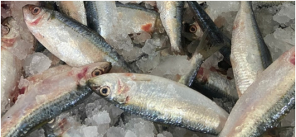 Frozen Mix Fish Surimi Amigo Seafood Processing JSC