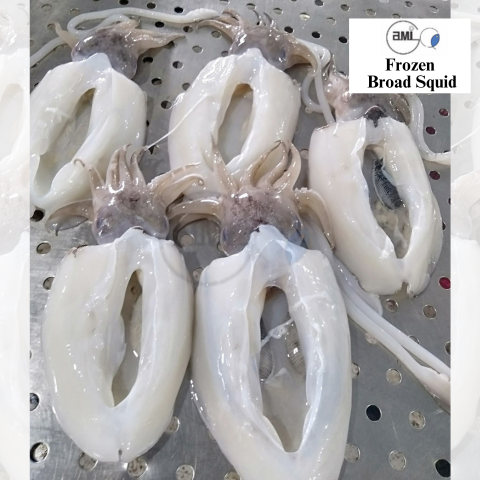 Frozen Broad Squid Amigo Seafood Processing JSC