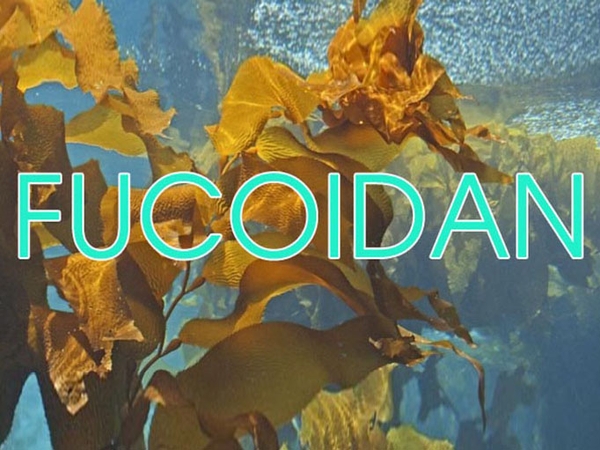Fucoidan là gì? Tác dụng của Fucoidan đối với sức khỏe