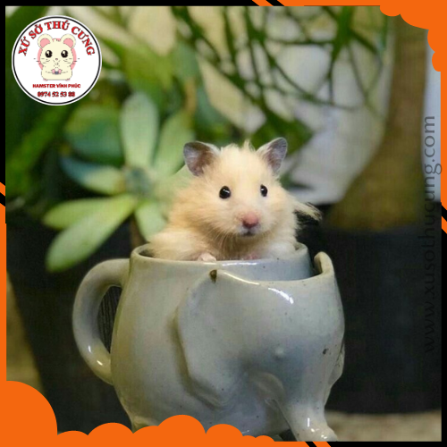 Vị trí đặt lồng hamster