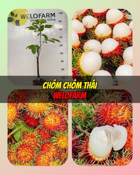 Chôm Chôm Thái