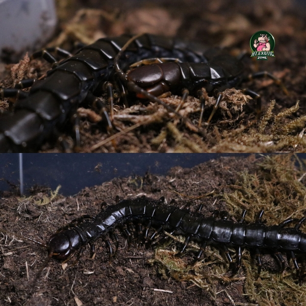 NUÔI RẾT-THÚ CHƠI KINH VÀ SƯỚNG! EVERYTHING ABOUT CENTIPEDE !! | HT ...