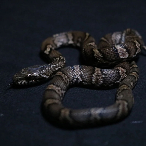 BẠN CẦN BIẾT GÌ VỀ ĐỒ ĂN CHO RẮN ? ALL ABOUT SNAKE'S FOOD ! | HT ...