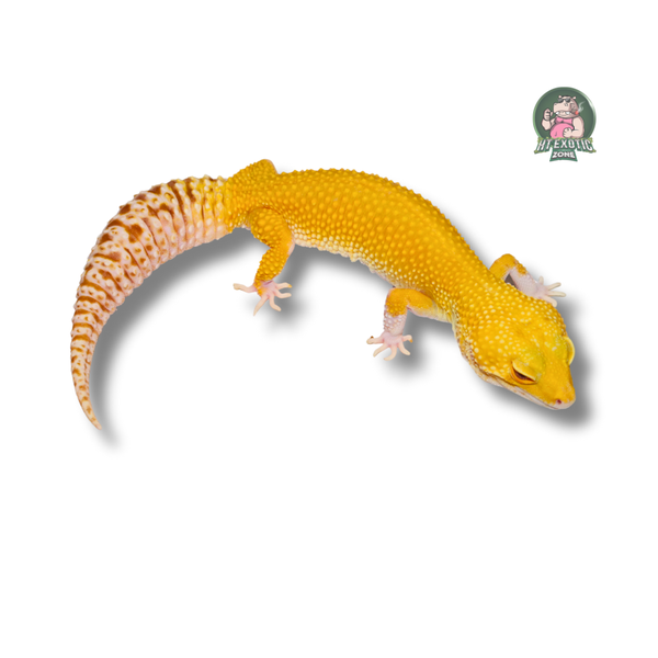 LG mã 375 Sunglow Bell 20-22cm Cái | HT - Exoticzone