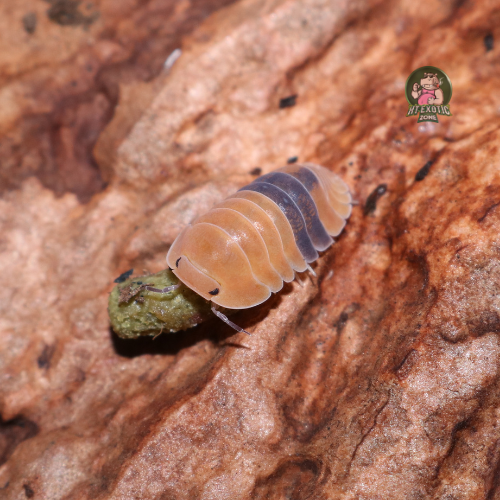 Cubaris sp. 'Amber Ducky' (0,2-0,5cm) Pack 10 con | HT - Exoticzone