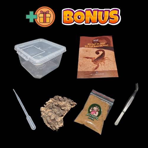 Hottentotta tamulus (Indian red scorpion) 2-3i | HT - Exoticzone