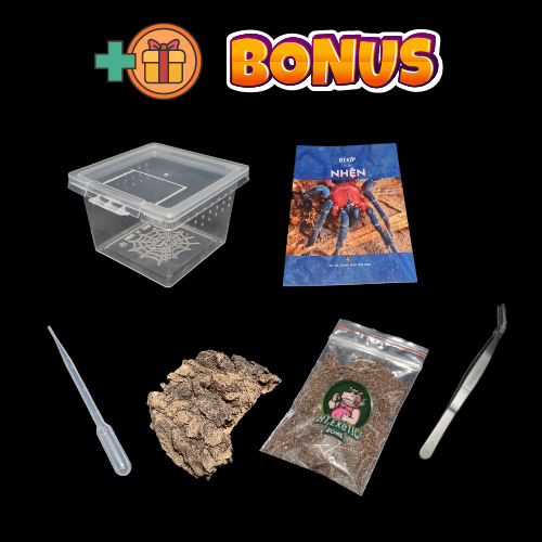 Nhandu chromatus (Brazilian red and white tarantula) 1cm | HT - Exoticzone