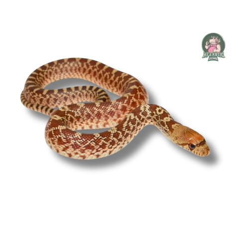 Bull snake 04 - Red Texas Bull Snake 20-30cm Unsex (không lỗi) | HT ...