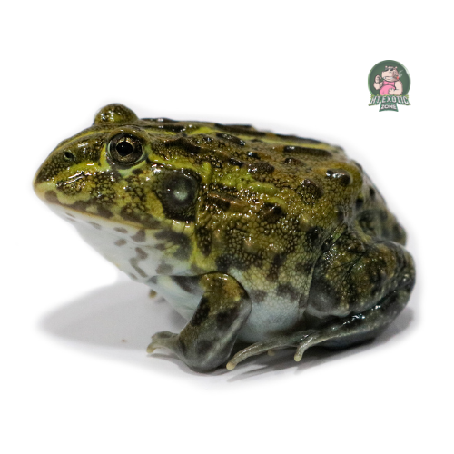 African Bullfrog size 4-6cm | HT - Exoticzone