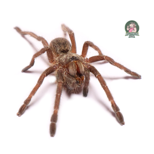 Ceratogyrus darlingi (Rear Horned Baboon Tarantula) 3-4cm | HT - Exoticzone