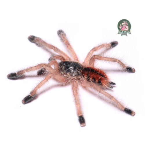 Avicularia braunshausen (Goliath Pink Toe Tarantula) 4-5cm | HT ...