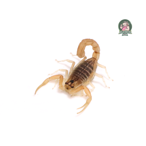 Hottentotta tamulus (Indian red scorpion) 2-3i | HT - Exoticzone
