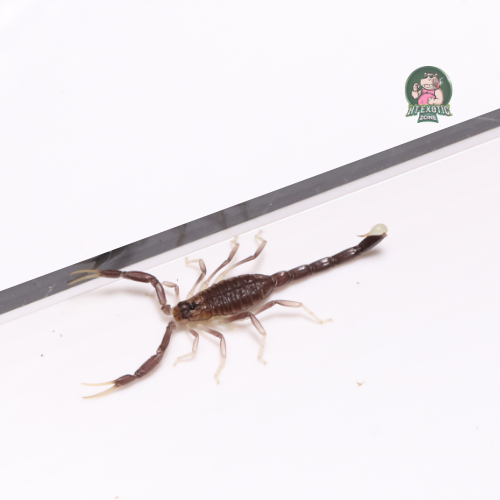 Leiurus jordanensis size 2i | HT - Exoticzone